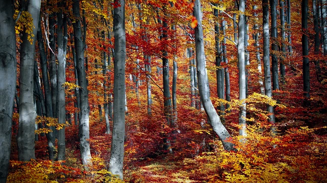 Mabon: Autumn Equinox and Pagan Traditions